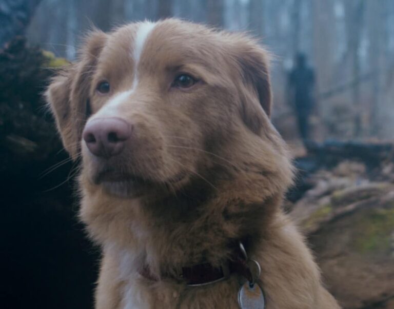 Découvrez Good Boy, le film d'horreur vu par les yeux d'un chien